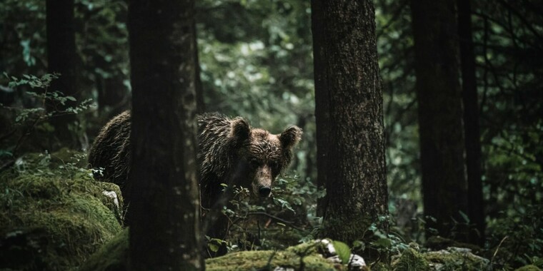 Join the Bears In Nature Photo Contest and win 4TB Hard Drive - VIEWBUG.com